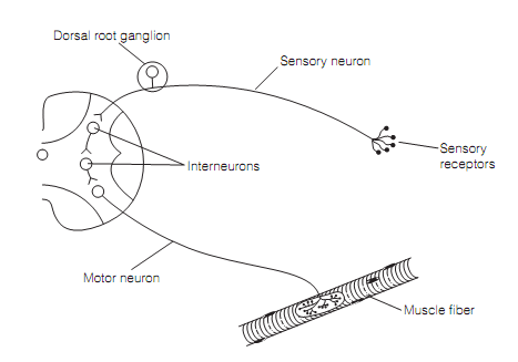 Properties Of Reflexes, Elementary motor reflexes, Assignment Help