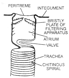 Mechanism of respiration in cockroach, Biology