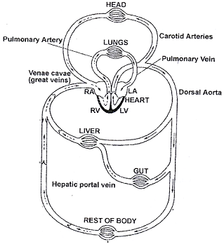 Circulatory System Of Rabbit Anatomy Diagram Of A Rabbit" Magnet For