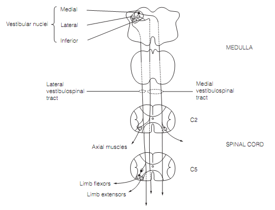 Postural Reflex Pathways, Brainstem postural reflexes, Assignment Help