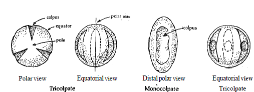 Describe palynological evidence, Biology