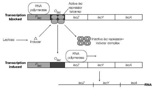 The Lac Operon, Transcription, Assignment Help
