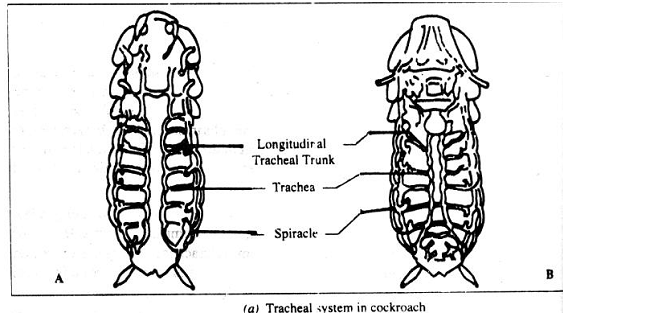 Cockroach Breathing Process Fish Clipart