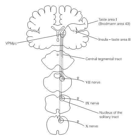Anatomy Of Taste Pathways, Taste pathways, Assignment Help