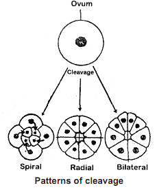 Patterns of cleavage, P A TTERNS OF CLEAVAGE - Patterns of cleavage ...