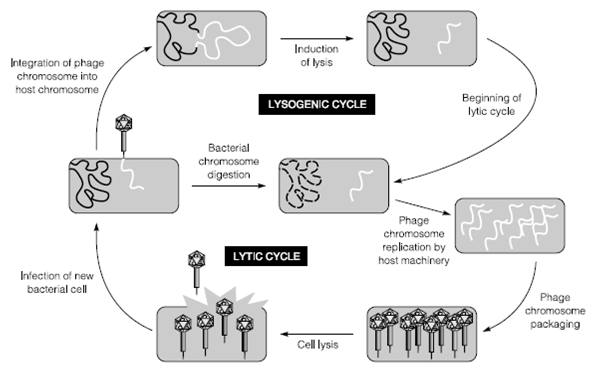The Lysogenic Cycle, Bacteriophages, Assignment Help