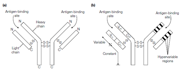Variable And Constant Regions, Antibodies - An Overview, Assignment Help