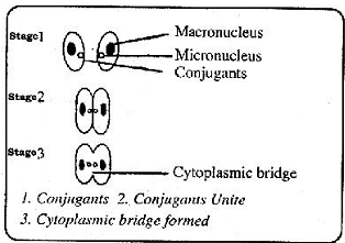 Cytoplasmic bridge formed during the conjugation of paramoec, Biology