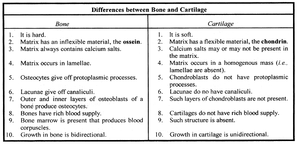 Types of bone, TYPE S OF BONE - On the basis of its texture , a bone is ...