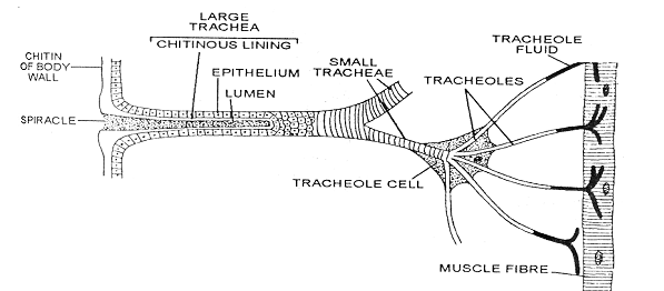 Mechanism of respiration in cockroach, Biology