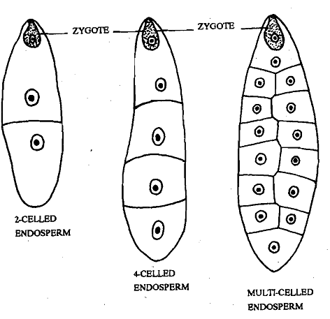 Cellular type - endosperm, Biology