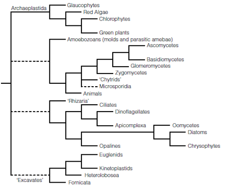 The Protista, Taxonomy, Assignment Help