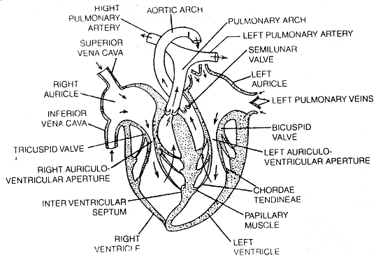 Elephant Heart Diagram