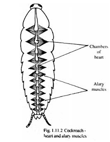 Heart of cockroach, Heart of cockroach: In cockroach, heart is situated ...